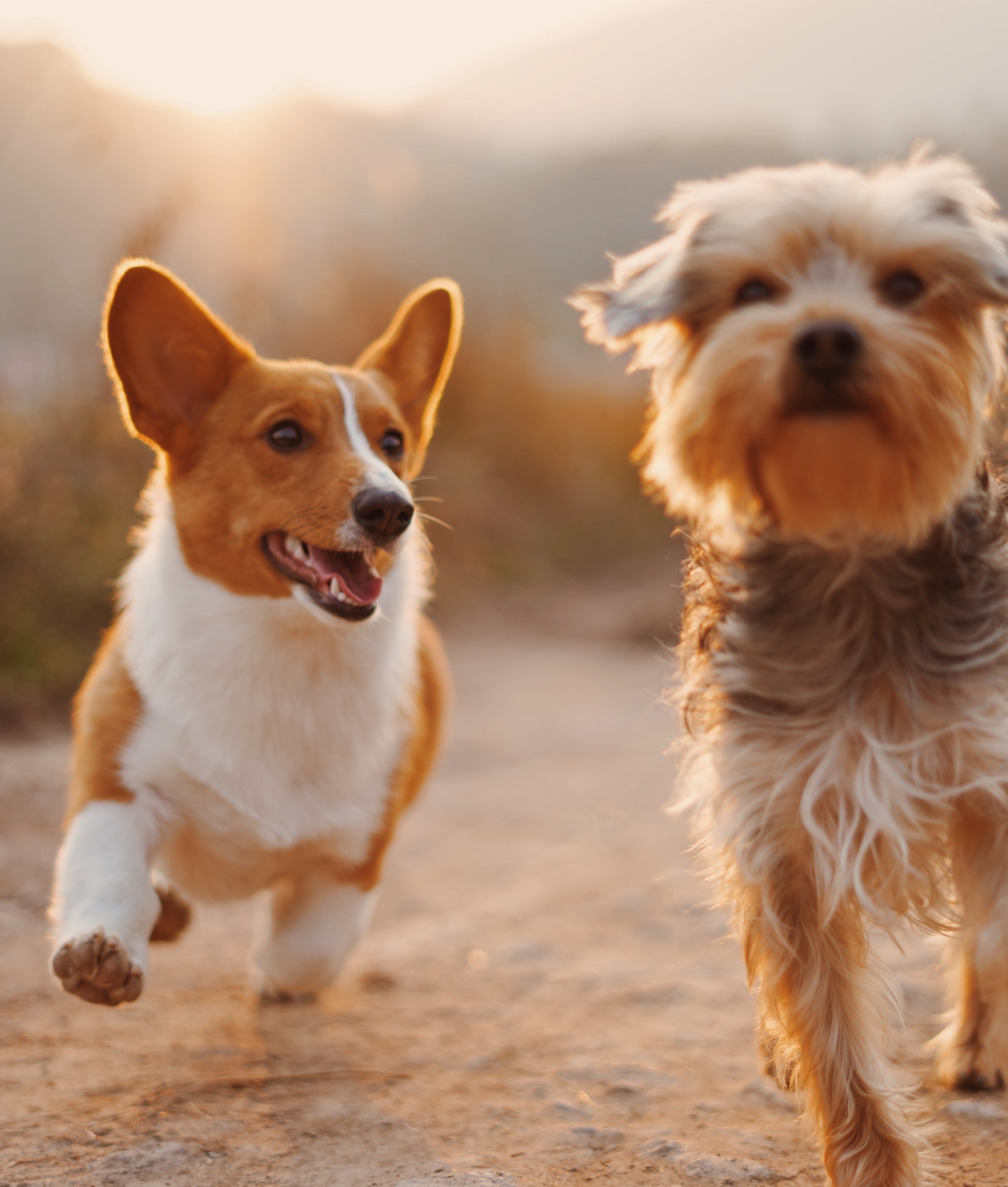 Feed Central – FEED CENTRAL